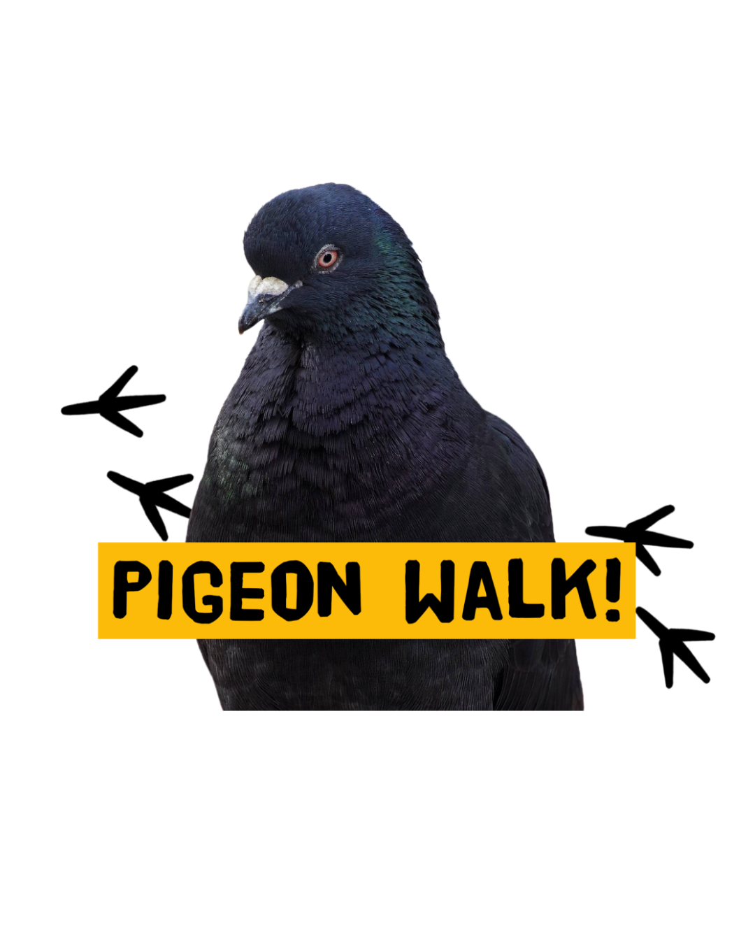 Pigeon Walk - Wonders of Urban Birdwatching | Dundee Science Centre